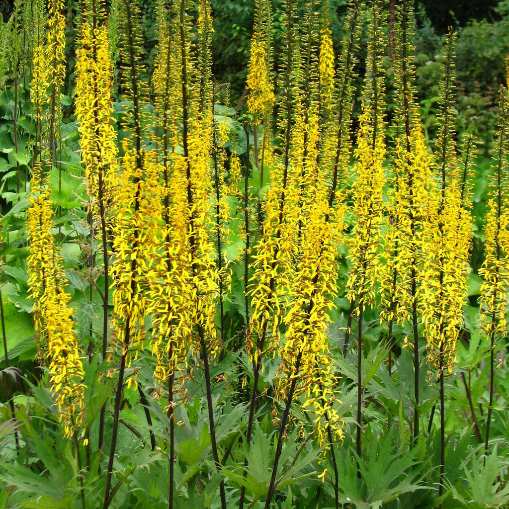 Ligularia przewalskii BIG LEAF LIGULARIA, SERRATED-LEAF RAGWORT – Ferri ...