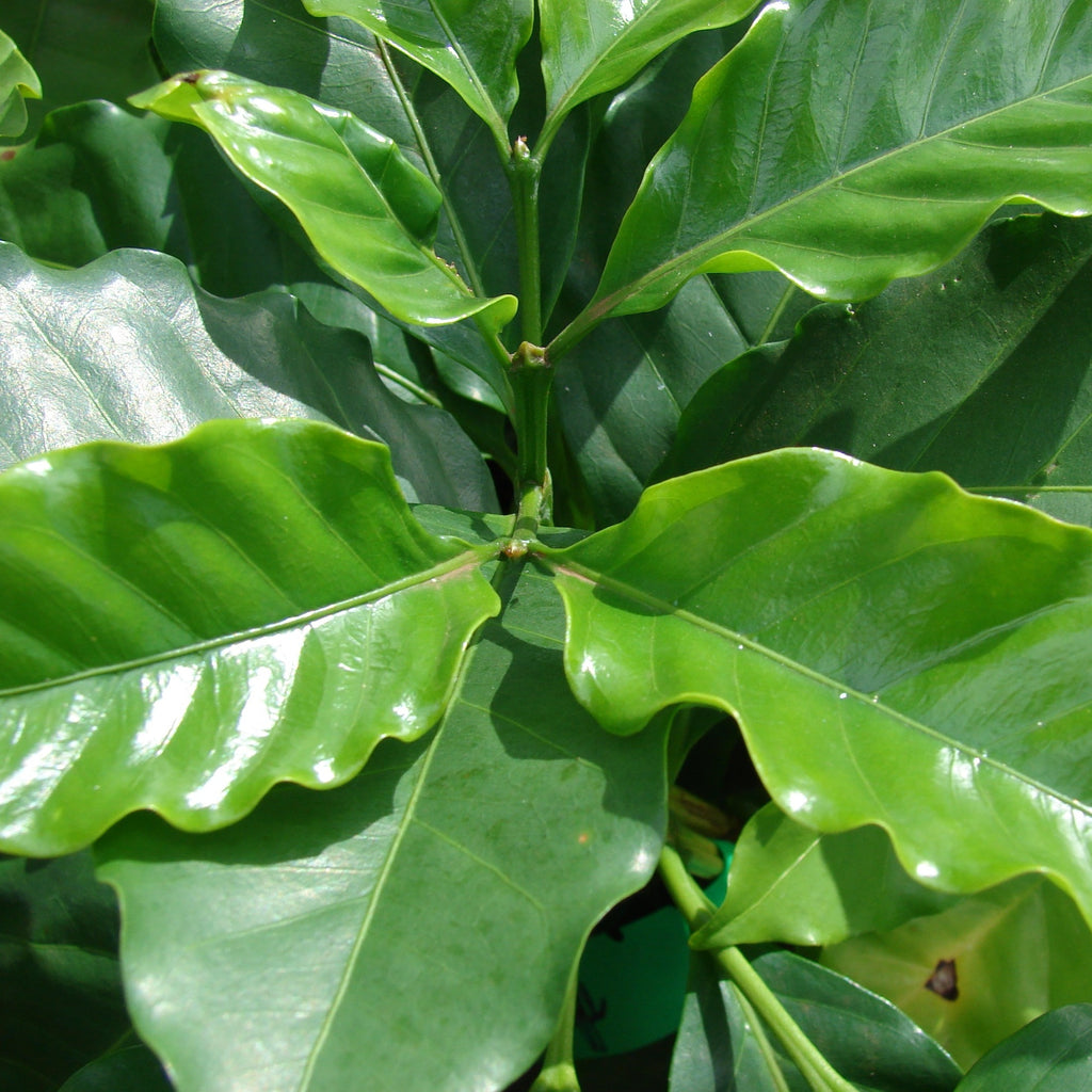 ORNAMENTAL DWARF COFFEE BEAN PLANT Coffea arabica – Ferri Seeds