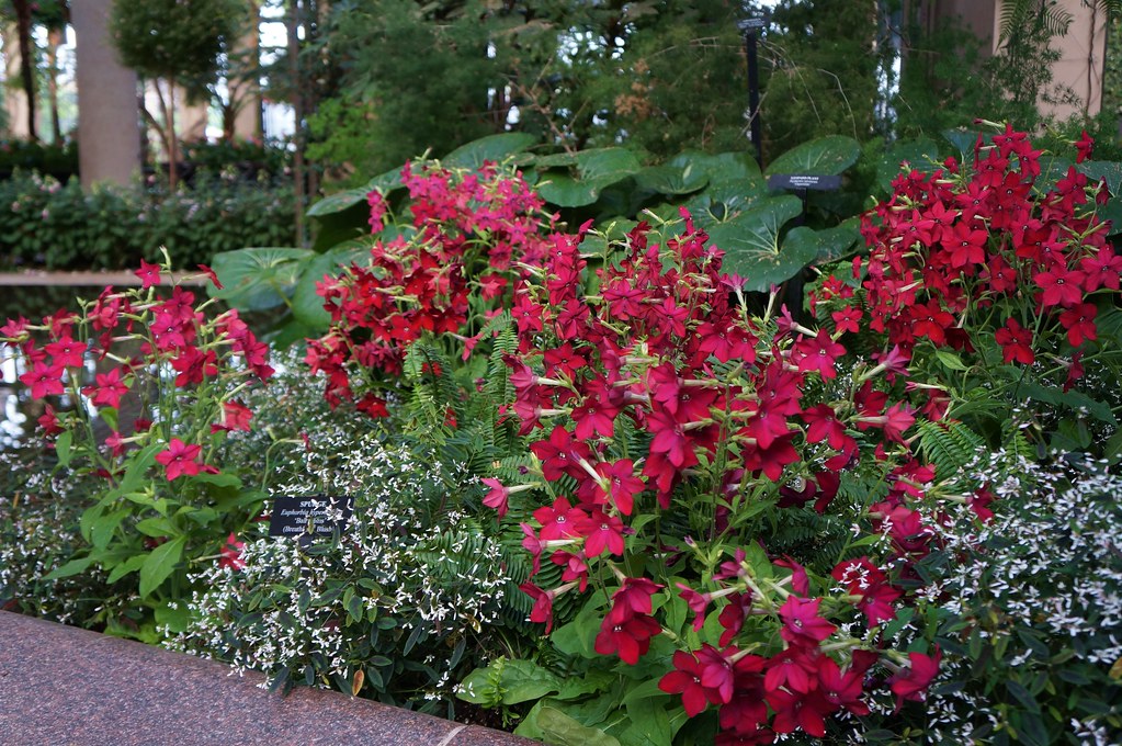 Nicotiana RED FLOWERING TOBACCO – Ferri Seeds