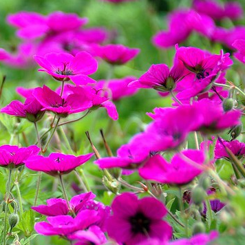 Geranium ocellatum PERENNIAL GERANIUM – Ferri Seeds