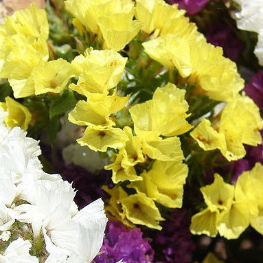 Limonium bonduelii YELLOW GOLD STATICE – Ferri Seeds