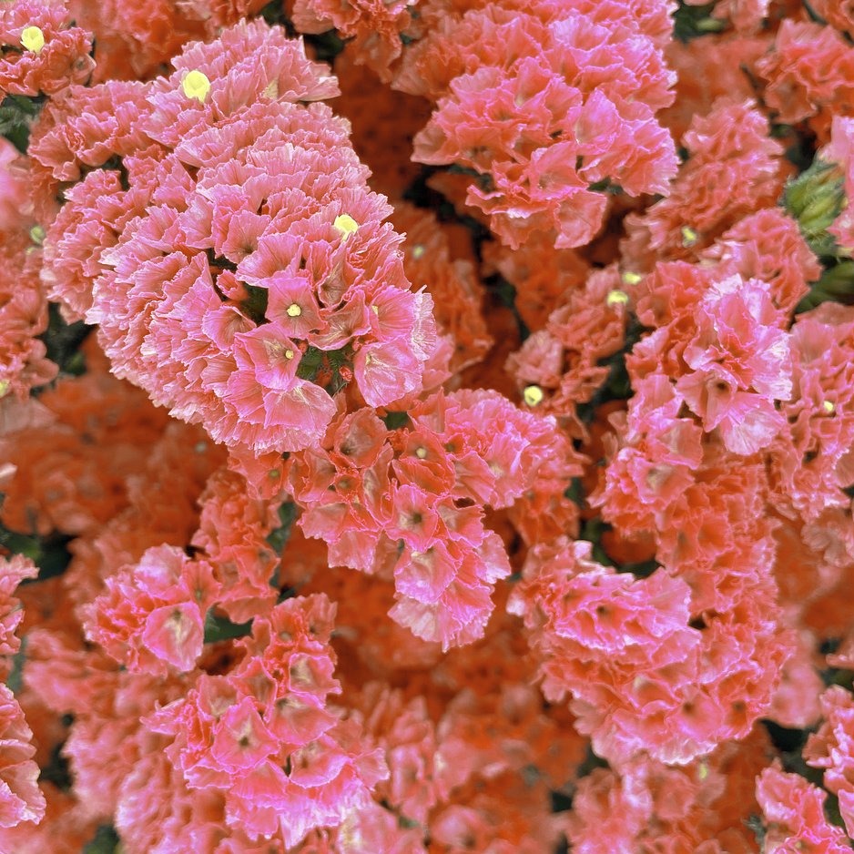 Limonium sinuatum STATICE APRICOT – Ferri Seeds