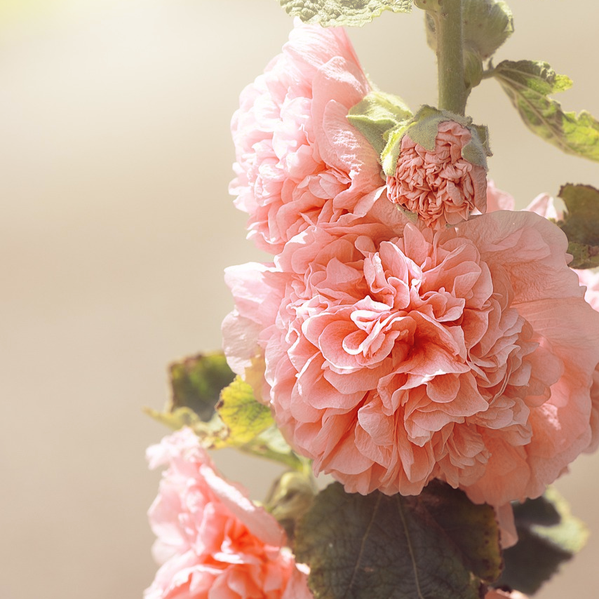 Alcea rosea HOLLYHOCK 'CHATERS CHAMOIS' – Ferri Seeds