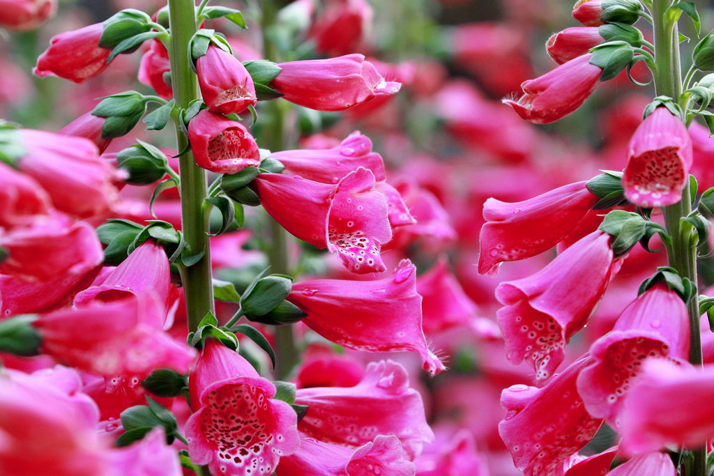 Digitalis purpurea FOXGLOVE MIXED COLOURS – Ferri Seeds