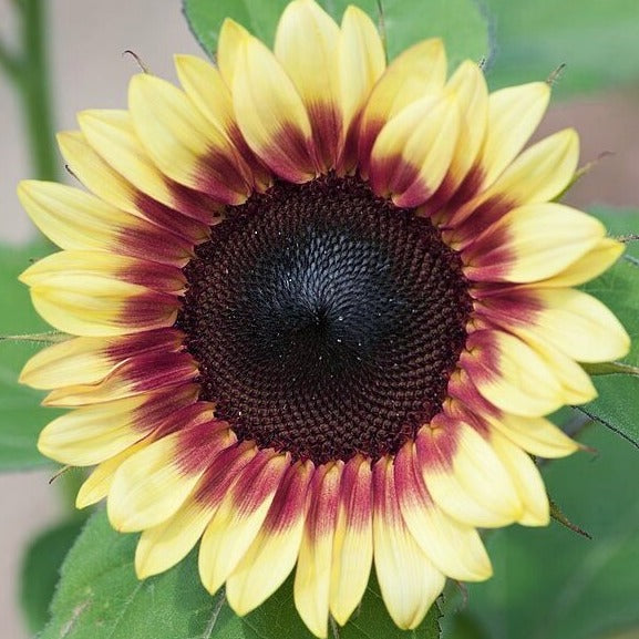 Helianthus annuus SUNFLOWER 'BICOLOUR MARLEY' – Ferri Seeds