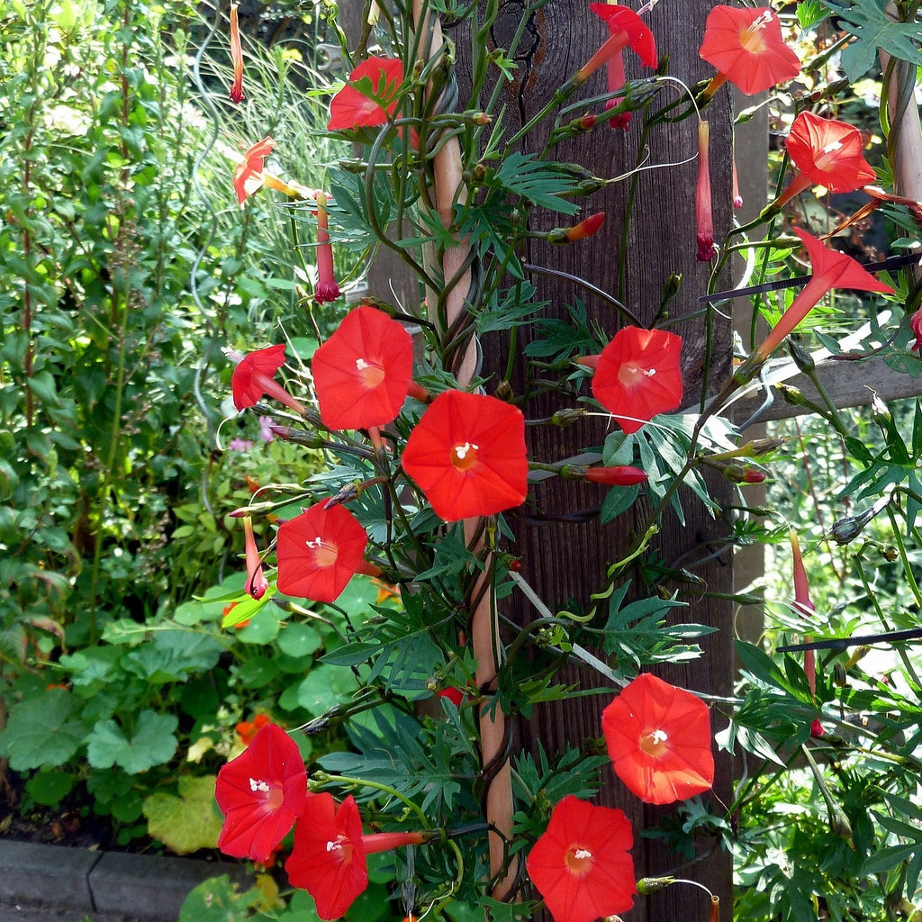 Ipomoea multifida RED CARDINAL CLIMBER Morning Glory – Ferri Seeds