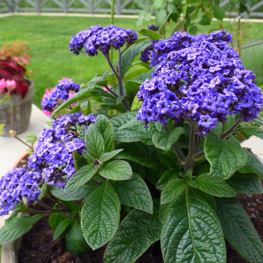 Heliotropum arborescens MARINE BLUE HELIOTROPE – Ferri Seeds