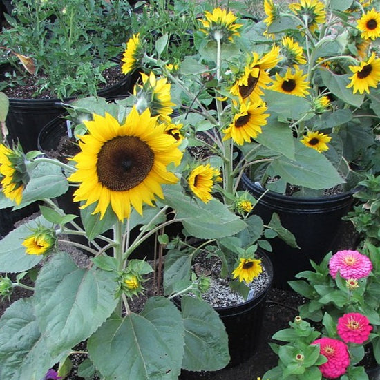 Helianthus annuus SUNFLOWER 'BIG SMILE' Dwarf – Ferri Seeds