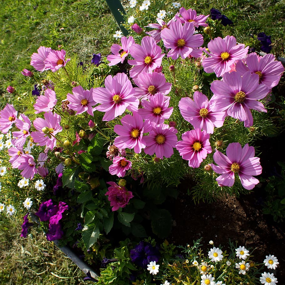 COSMOS CANDYFLOSS 'PINK SUNRISE' Bipinnatus – Ferri Seeds