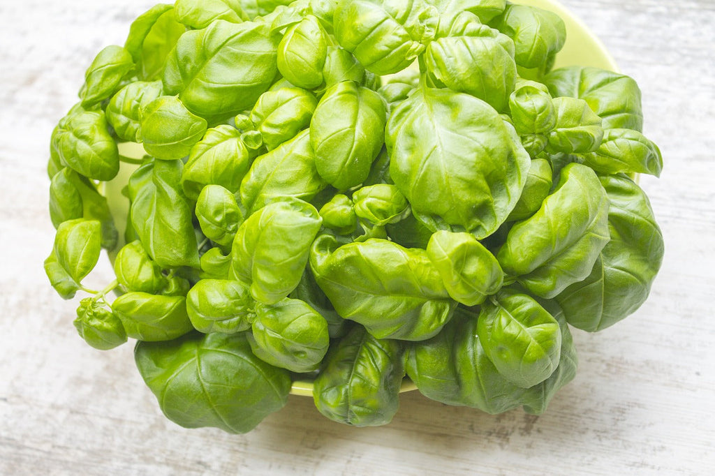 Ocimum basilicum minimum MINI GREEK BASIL, COMPACT BUSH BASIL – Ferri Seeds