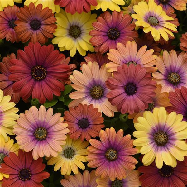 Osteospermum ecklonis AFRICAN DAISY ALIKA SUNSET – Ferri Seeds