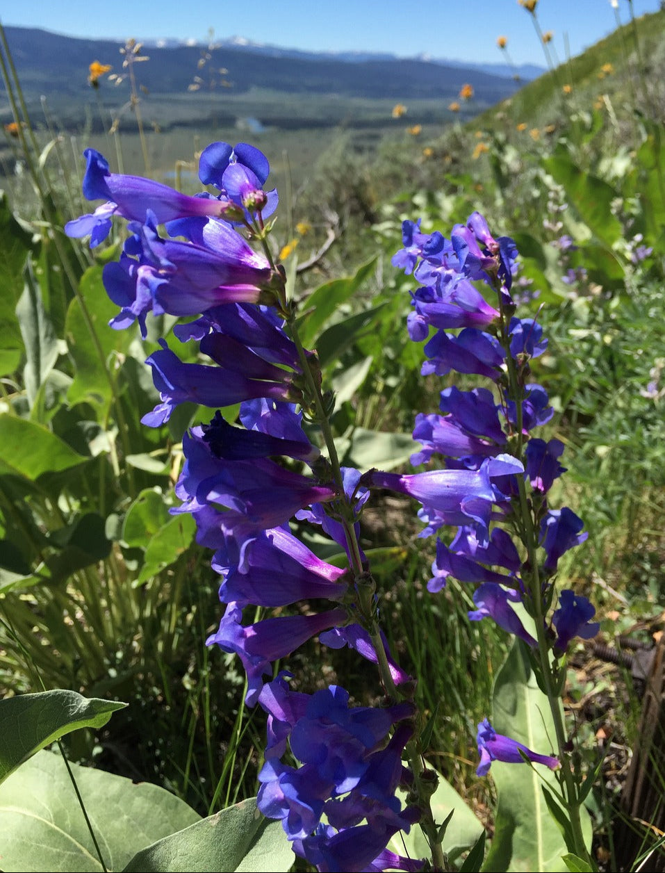 Penstemon watsonii BEARDTONGUE – Ferri Seeds