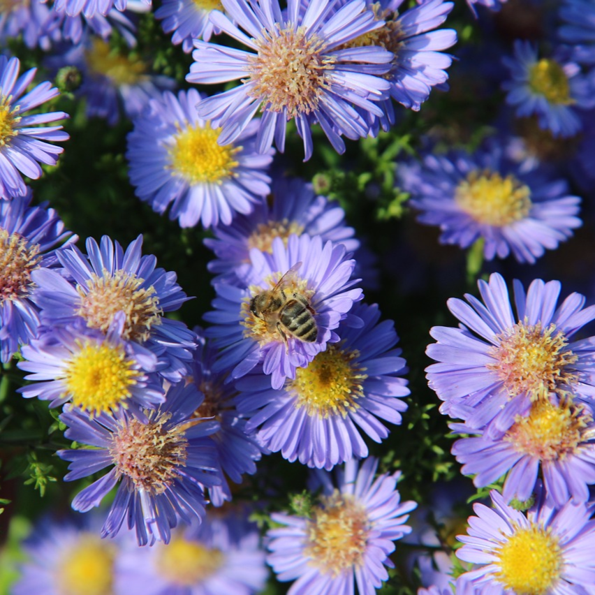 Aster azureus, Symphyotrichum oolentangiense SKY BLUE ASTER – Ferri Seeds