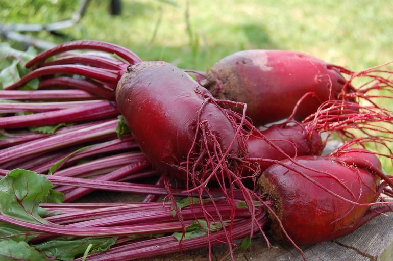 Beta vulgaris BEETROOT 'MONORUBRA', BEET – Ferri Seeds