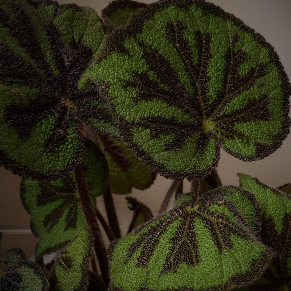 Begonia masonia IRON CROSS BEGONIA – Ferri Seeds