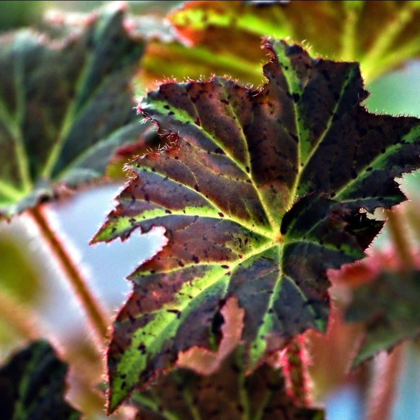 Begonia heracleifolia BEGONIA STAR Ornamental Exotic – Ferri Seeds