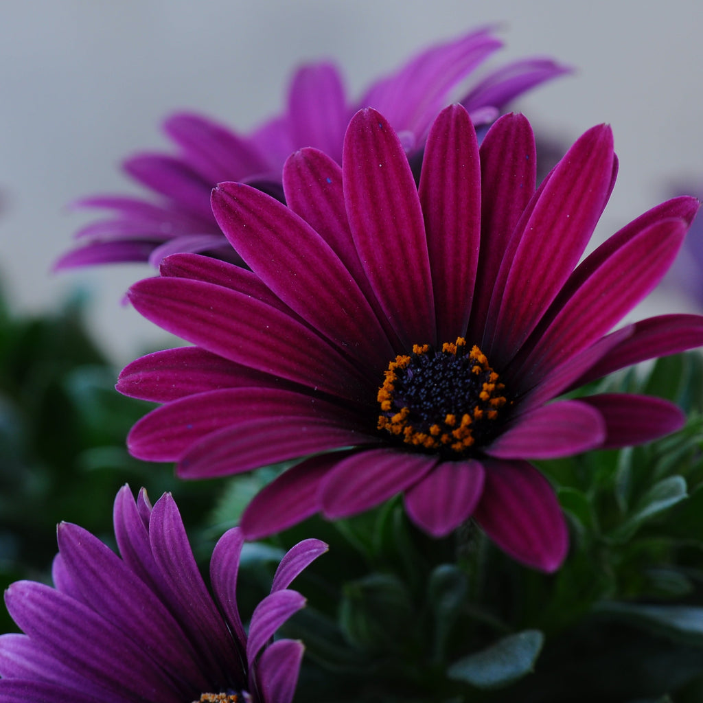 Dimorphotheca aurantiaca AFRICAN DAISY MIX Hybrid – Ferri Seeds