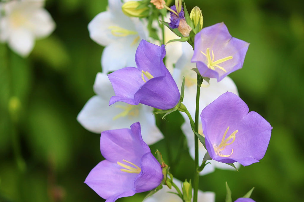 Campanula persicifolia TALL BELLFLOWER, PEACH-LEAVED BELLFLOWER – Ferri ...