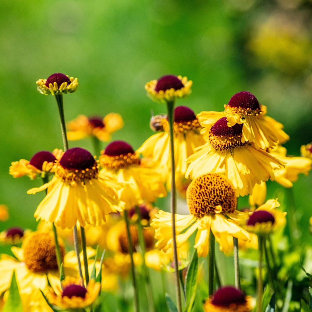 Helenium flexuosum SNEEZEWEED PURPLE-HEADED – Ferri Seeds