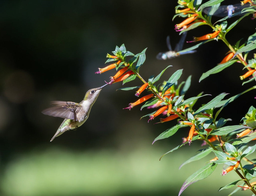Cuphea ignea CUPHEA 'COAN SCARLET', CIGAR PLANT – Ferri Seeds
