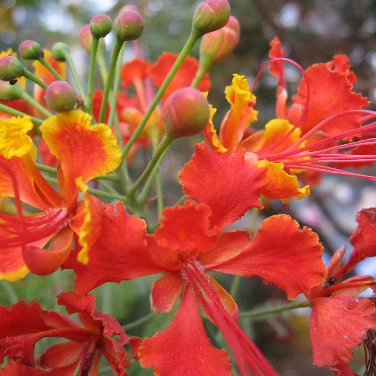 Caesalpinia pulcherrima PEACOCK FLOWER BIRD OF PARADISE – Ferri Seeds
