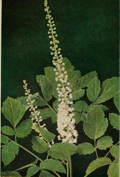 Cimicifuga racemosa var. cordifolia SNAKEROOT BUGBANE – Ferri Seeds