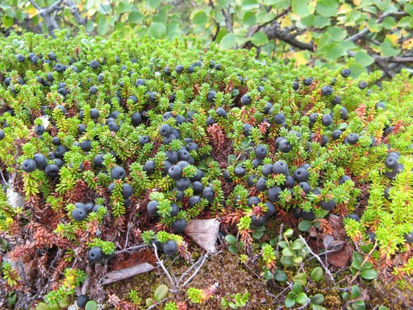 Empetrum nigrum CROWBERRY – Ferri Seeds
