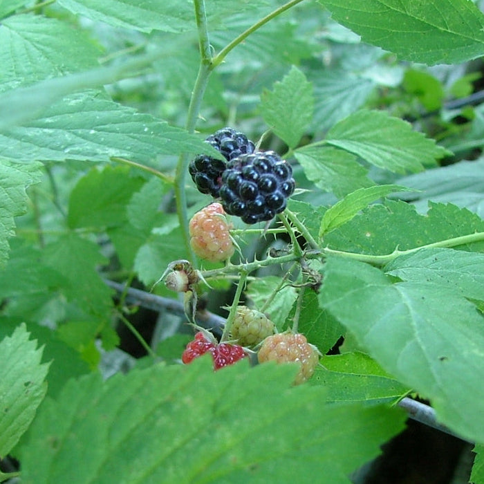 Native Plant Seeds – Ferri Seeds