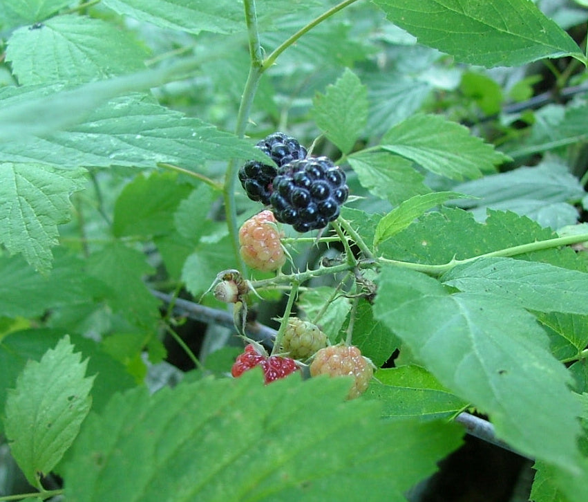 Rubus occidentalis BLACK RASPBERRY, BLACK CAP – Ferri Seeds