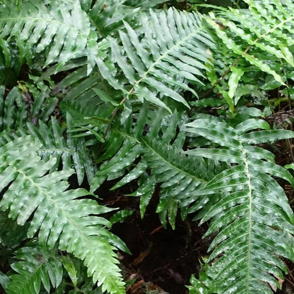 Blechnum chilense cordatum parablechnum CHILEAN HARD FERN – Ferri Seeds