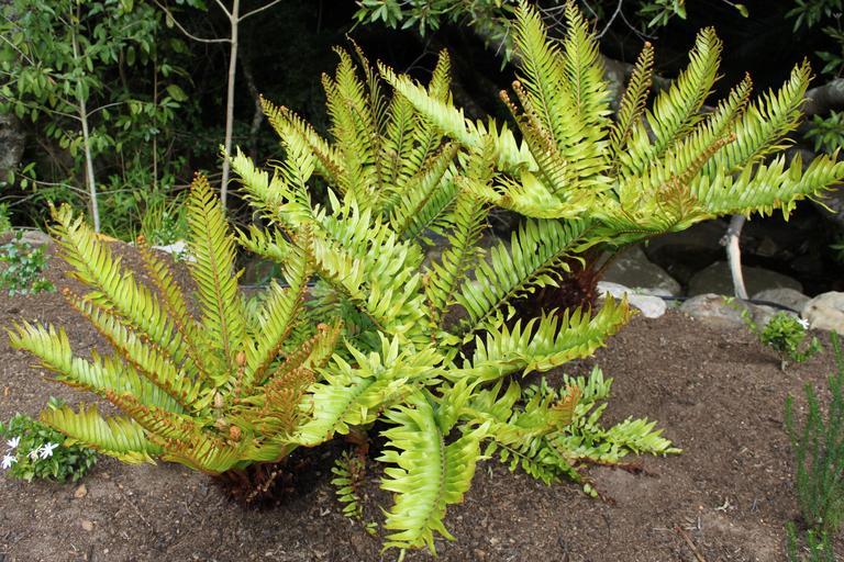 Blechnum auratum GOLDEN CYCLAD LEAF TREE FERN – Ferri Seeds