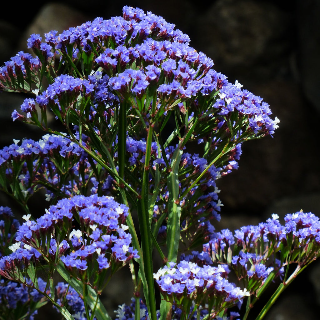 Limonium sinuatum STATICE BLUE – Ferri Seeds