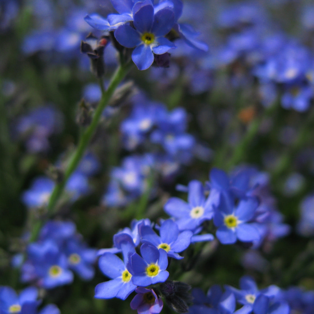 Myosotis sylvatica INDIGO-BLUE FORGET ME NOT VICTORIA – Ferri Seeds