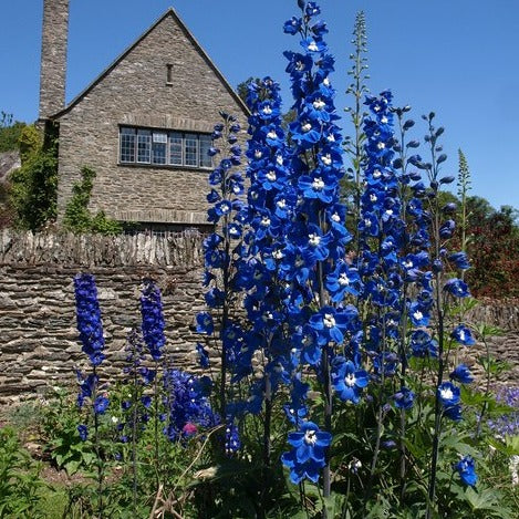 Delphinium elatum DELPHINIUM BLUE BIRD PREMIUM – Ferri Seeds