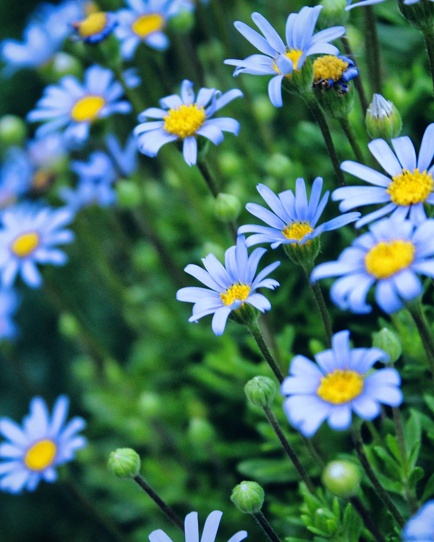 Buy Annual Plant Seeds – Ferri Seeds