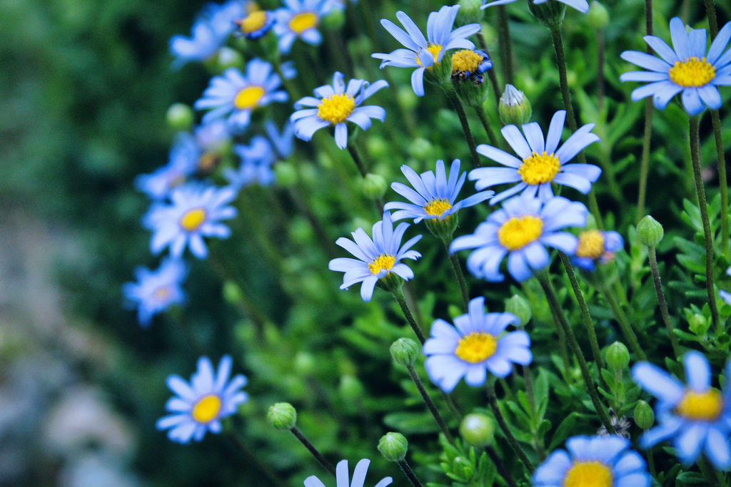 Felicia heterophylla BLUE BLUES DAISY – Ferri Seeds