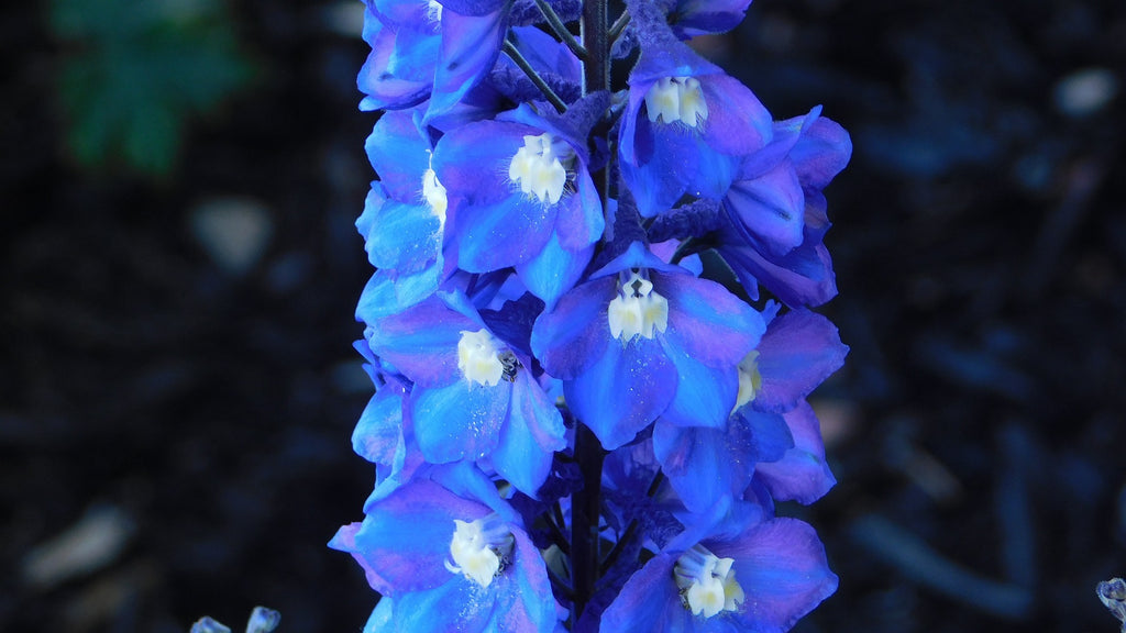 Delphinium elatum DELPHINIUM BLUE BIRD PREMIUM – Ferri Seeds