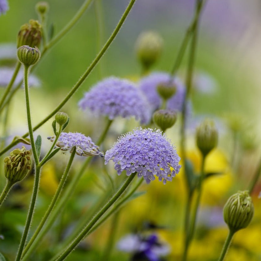 Trachymene coerulea LACY LAVENDER BLUE DIDISCUS – Ferri Seeds