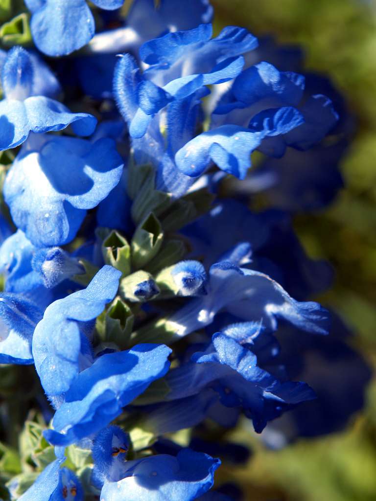 Salvia azurea SAGE AZURE – Ferri Seeds