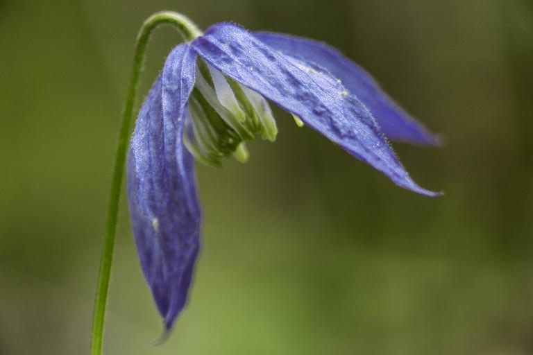 Clematis alpina LARGE-FLOWERED BLUE ALPINE CLEMATIS 'FRANCES RIVIS ...