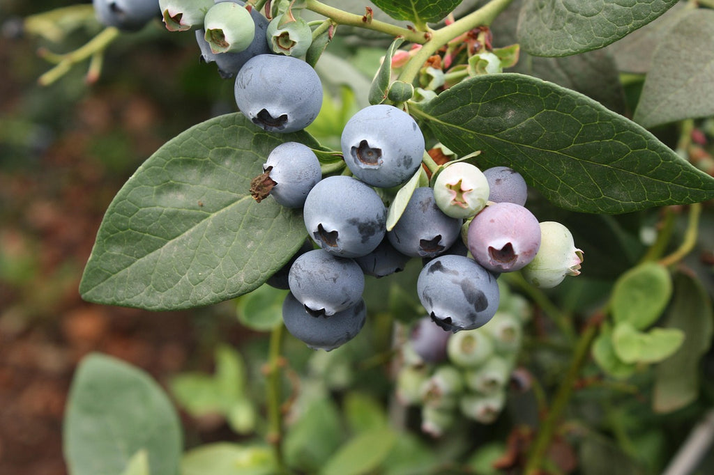 Vaccinium myrtilloides COMMON CANADIAN BLUEBERRY, HUCKLEBERRY – Ferri Seeds