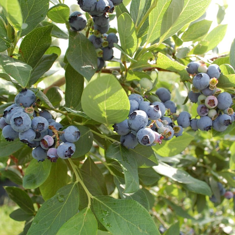 Native Plant Seeds – Ferri Seeds