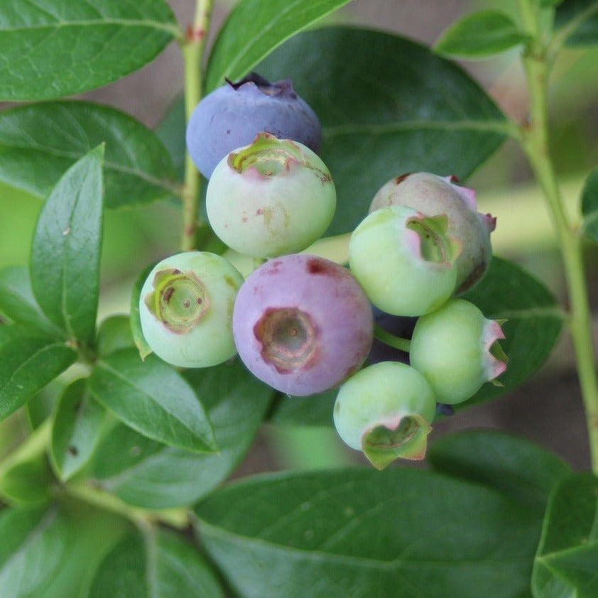 Vaccinium myrtilloides COMMON CANADIAN BLUEBERRY, HUCKLEBERRY – Ferri Seeds
