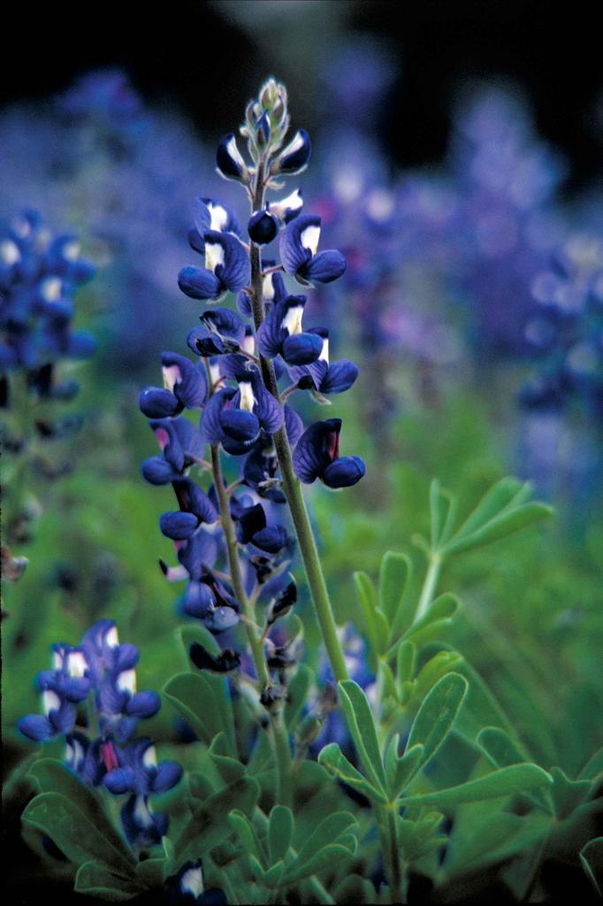 Lupinus alpestris MOUNTAIN LUPIN – Ferri Seeds