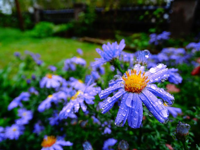 Brachycome iberidifolia SWAN RIVER DAISY MIX – Ferri Seeds