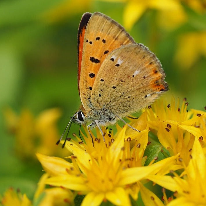 Sedum selskianum STONECROP 'GOLDILOCKS' – Ferri Seeds