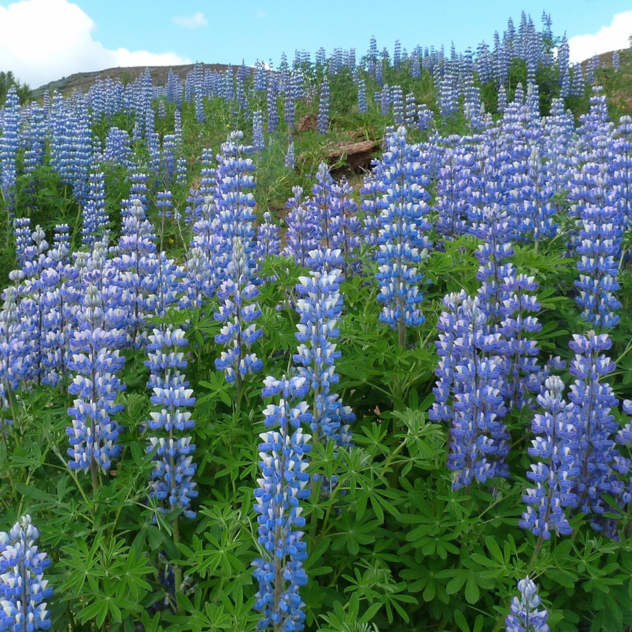 Lupinus rivularis NATIVE RIVERBANK LUPIN – Ferri Seeds