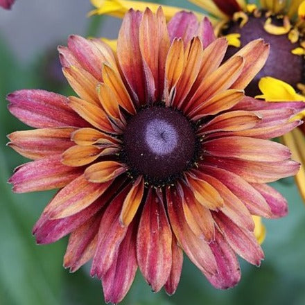 DOUBLE RUDBECKIA 'SAHARA' Hirta – Ferri Seeds