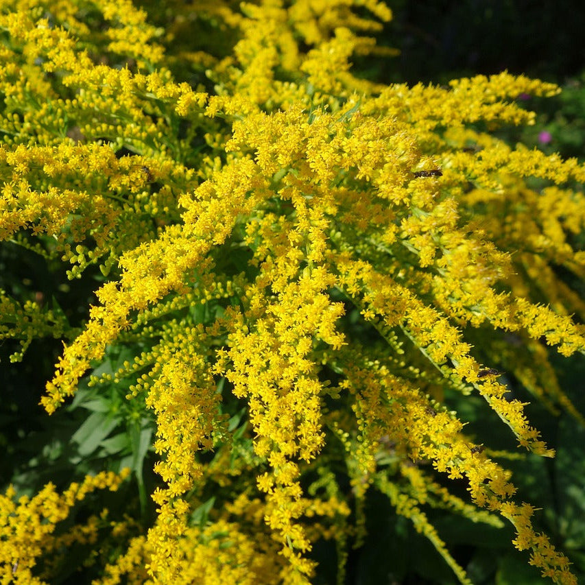 SHOWY GOLDENROD Solidago speciosa – Ferri Seeds