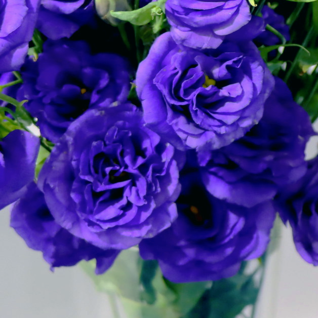 Eustoma grandiflorum LISIANTHUS RUFFLED DEEP BLUE – Ferri Seeds